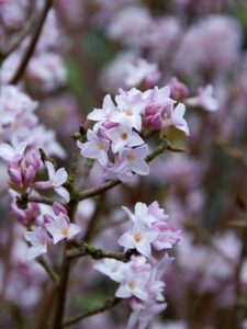 15 visionary Fragrant Flowers for Home - Envisage Scapes