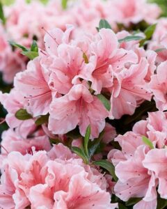 20 Flowers and Their Flowering Periods - Envisage Scapes