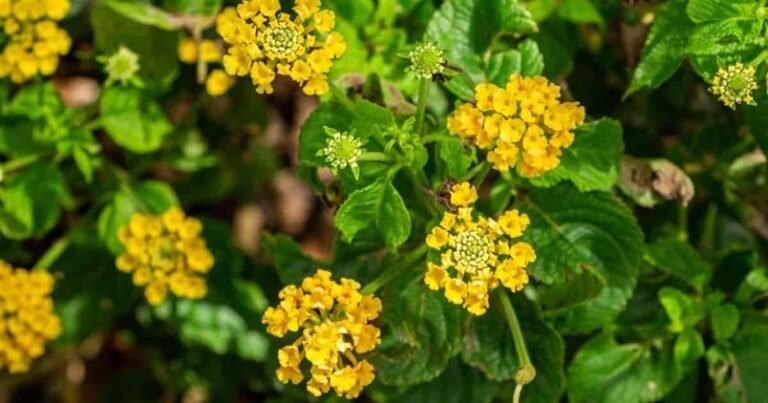 Discover 15 Lovely Types of Lantana Plants - Envisage Scapes