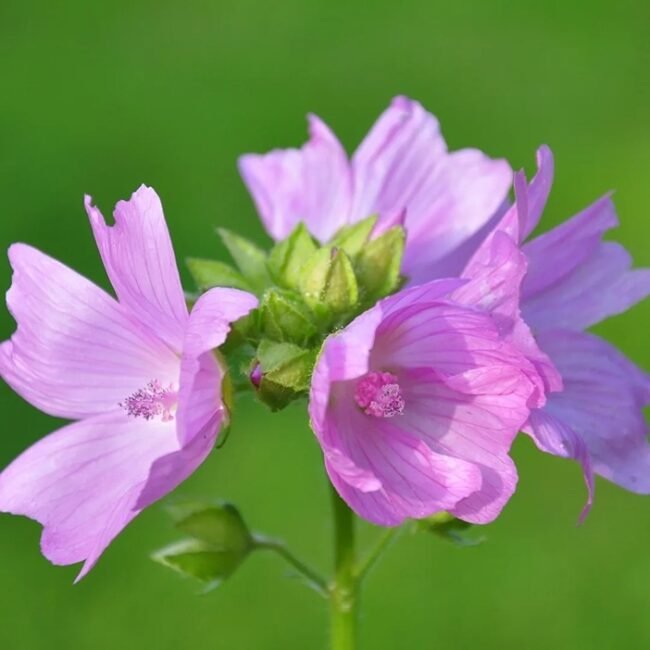 How to Grow and Care for Lavatera: Best Tips - Envisage Scapes