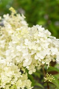 How to Grow and Care Bobo Hydrangea: Easy Tips - Envisage Scapes