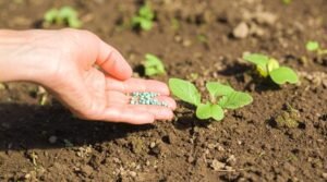 How to Grow Blanket Flower: Easy Tips - Envisage Scapes