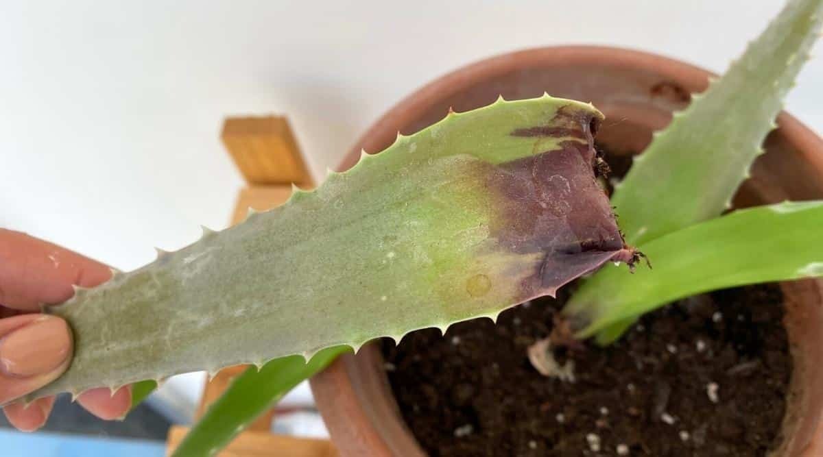 How to Grow Aloe Vera Plant: Best Tips - Envisage Scapes